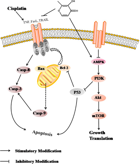 The protective effects of maltol on cisplatin-induced nephrotoxicity ...
