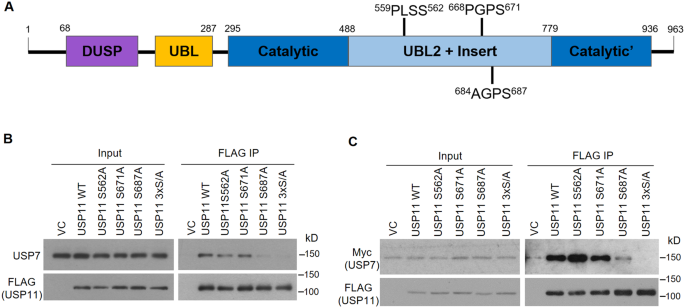 Identification and Characterization of USP7 Targets in Cancer Cells ...