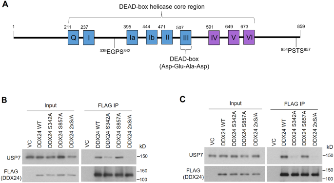 Identification and Characterization of USP7 Targets in Cancer Cells ...