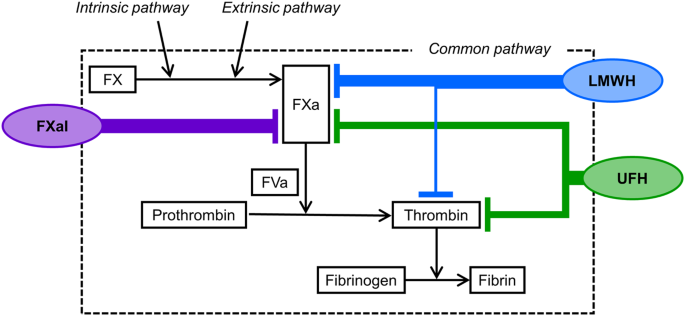Differential Assessment of Factor Xa Activity and Global Blood ...
