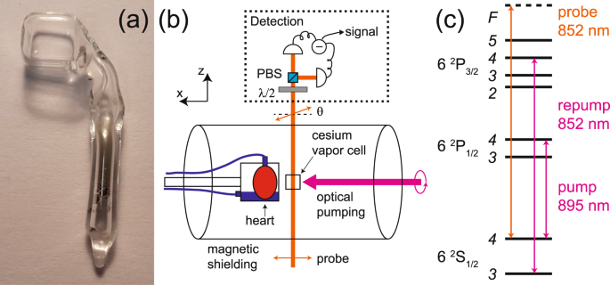 Magnetocardiography on an isolated animal heart with a room-temperature ...