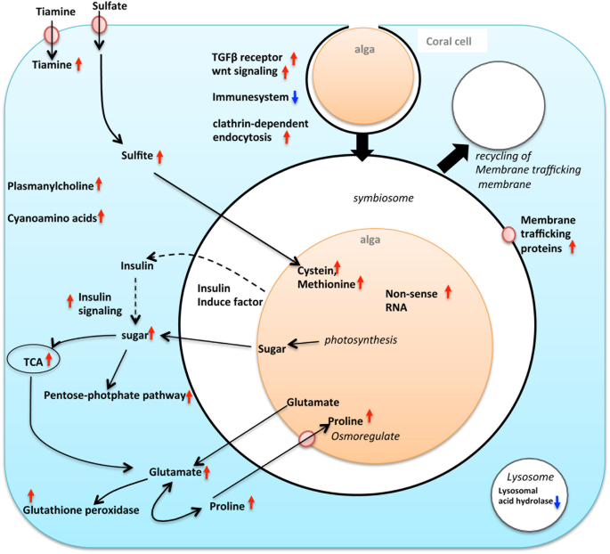 Transcriptomic changes with increasing algal symbiont reveal the ...