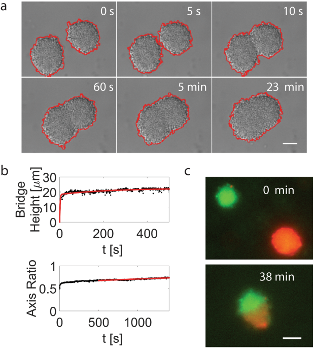 Pili mediated intercellular forces shape heterogeneous bacterial ...