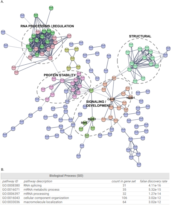 Interactome determination of a Long Noncoding RNA implicated in ...