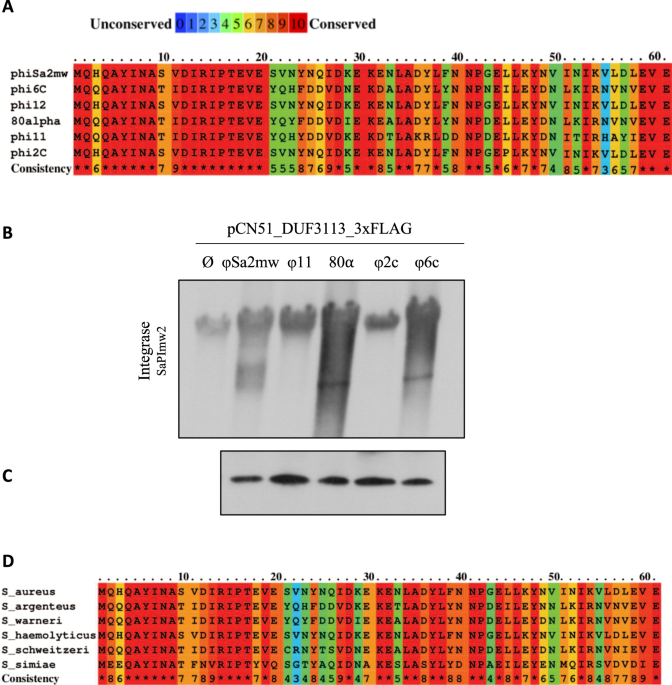 Mobilisation Mechanism of Pathogenicity Islands by Endogenous Phages in ...