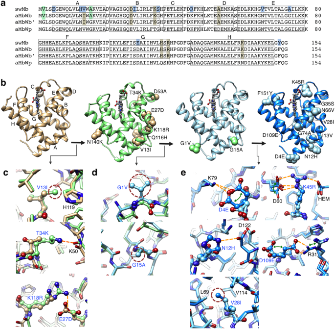 Tracing whale myoglobin evolution by resurrecting ancient proteins ...