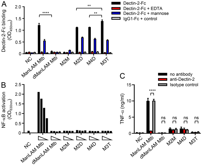 Deciphering the molecular basis of mycobacteria and lipoglycan ...