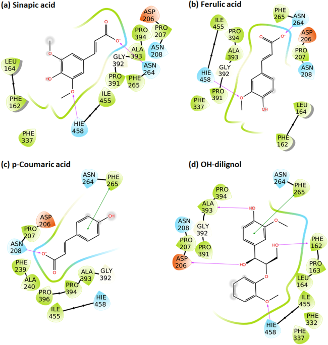 A structural-chemical explanation of fungal laccase activity ...