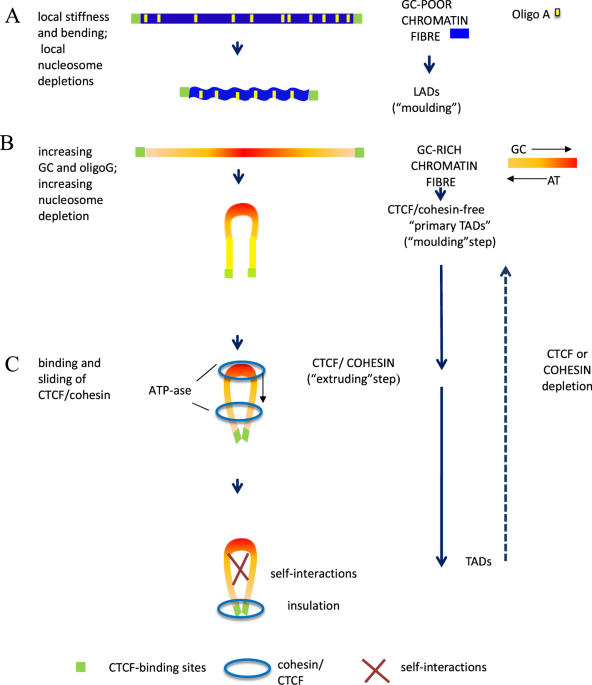 The formation of chromatin domains involves a primary step based on the ...