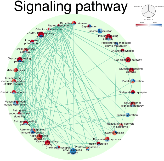 Phototransduction and circadian entrainment are the key pathways in the ...