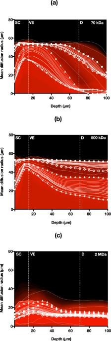 Space- and time-resolved investigation on diffusion kinetics of human ...