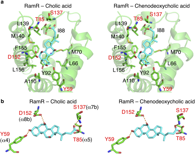 Crystal structure of the multidrug resistance regulator RamR complexed ...
