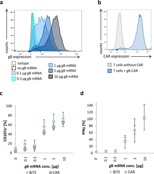 A gB/CD3 bispecific BiTE antibody construct for targeting Human ...