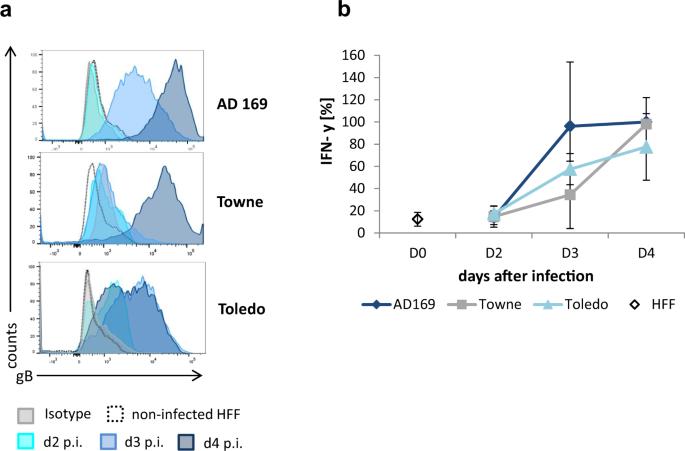A gB/CD3 bispecific BiTE antibody construct for targeting Human ...