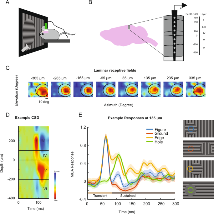 Figure-ground perception in the awake mouse and neuronal activity elicited by figure-ground ...