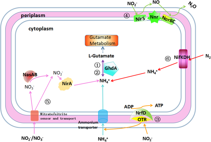 Comparative genome analysis of marine purple sulfur bacterium ...