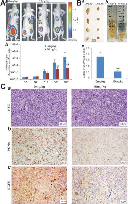 Monensin inhibits cell proliferation and tumor growth of chemo ...
