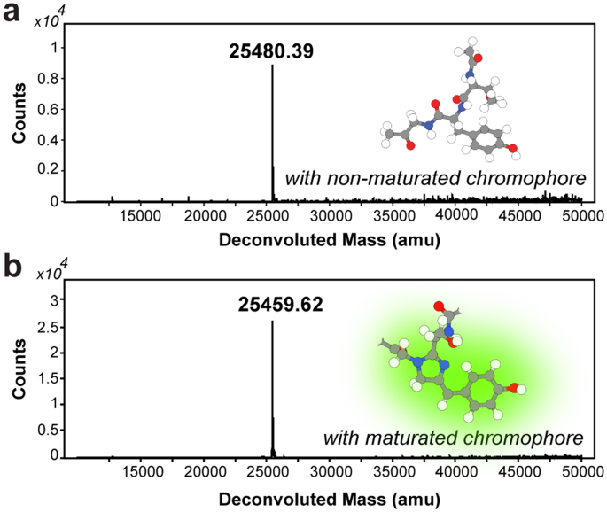 Chromophore pre-maturation for improved speed and sensitivity of split ...