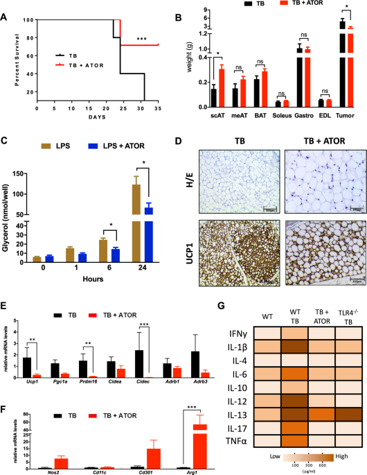 Toll-Like Receptor-4 Disruption Suppresses Adipose Tissue Remodeling ...