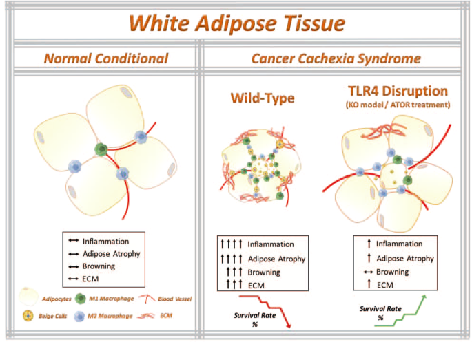 Toll-Like Receptor-4 Disruption Suppresses Adipose Tissue Remodeling ...
