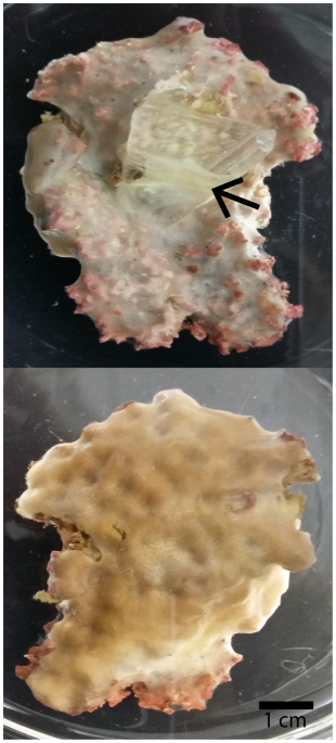 pH Regulation and Tissue Coordination Pathways Promote Calcium ...