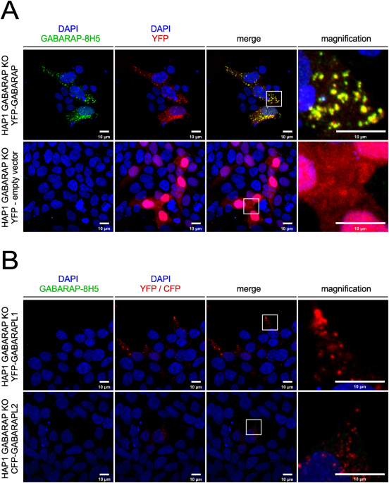 The highly GABARAP specific rat monoclonal antibody 8H5 visualizes ...