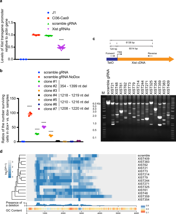 Identification of a Xist silencing domain by Tiling CRISPR | Scientific ...