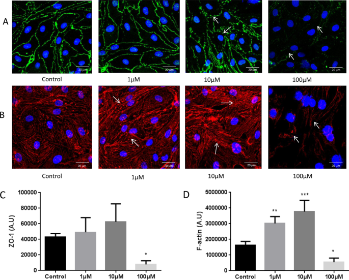 The Tri-phasic Role of Hydrogen Peroxide in Blood-Brain Barrier ...