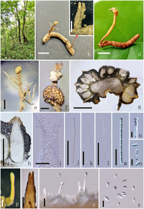 Multigene phylogenetics of Polycephalomyces (Ophiocordycipitaceae ...