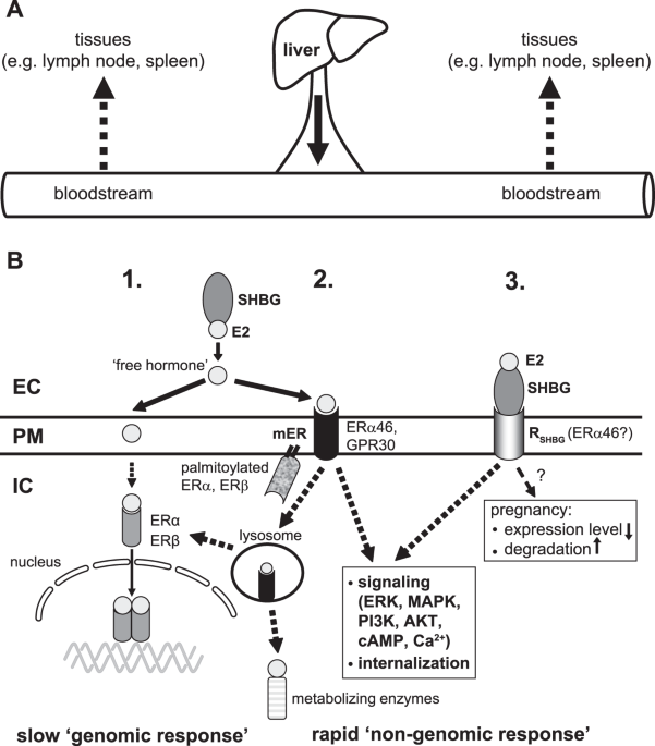 Sex Hormone Binding Globulin Provides A Novel Entry Pathway For