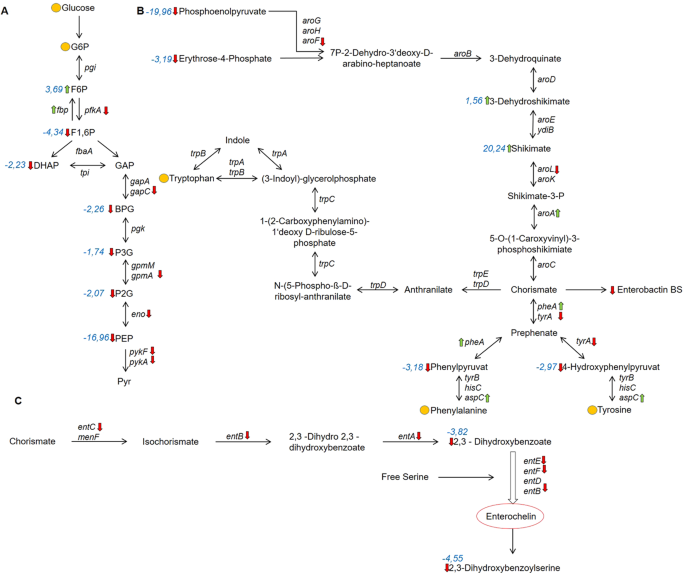 Metabolome and transcriptome-wide effects of the carbon storage ...