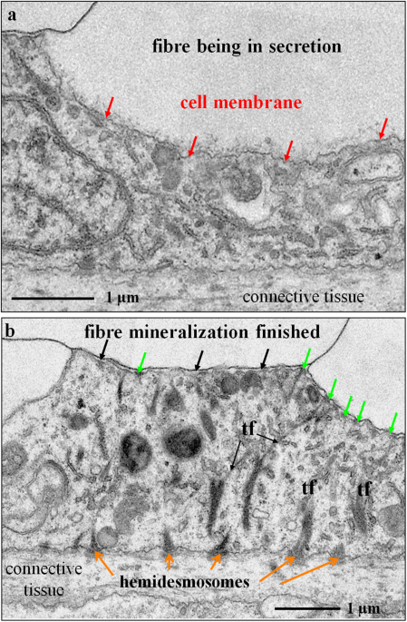 Calcite fibre formation in modern brachiopod shells | Scientific Reports