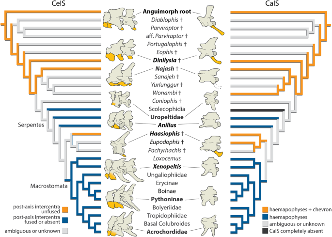 The evolution of the axial skeleton intercentrum system in snakes ...