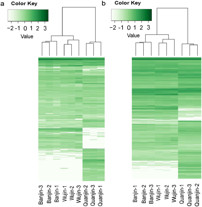 Comparative Transcriptome Analysis Reveals Relationship Of Three Major
