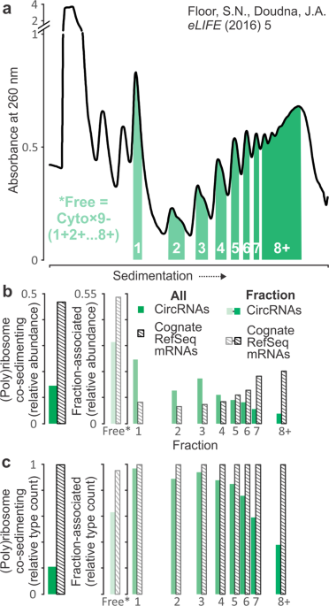 Insights into the biogenesis and potential functions of exonic circular ...
