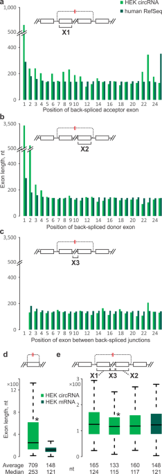 Insights into the biogenesis and potential functions of exonic circular ...