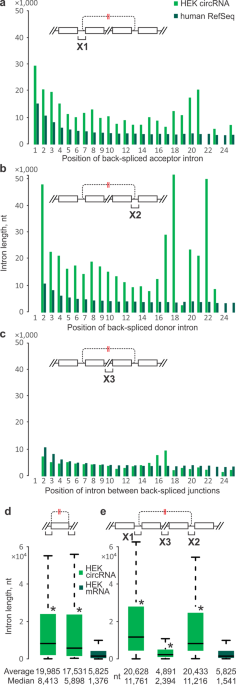Insights into the biogenesis and potential functions of exonic circular ...