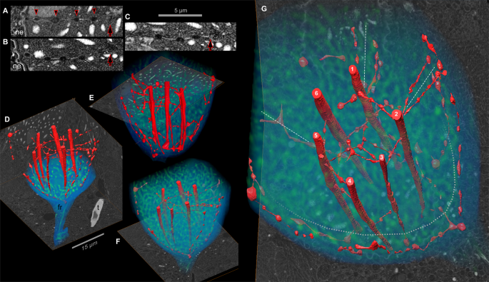 Dinoflagellate nucleus contains an extensive endomembrane network, the ...