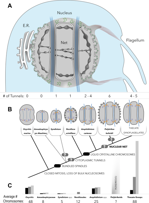 Dinoflagellate nucleus contains an extensive endomembrane network, the ...