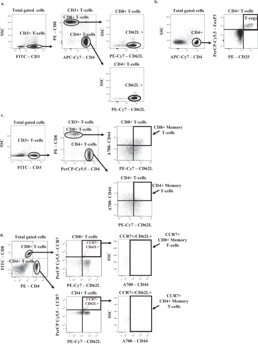 Sex Differences In Mouse Popliteal Lymph Nodes Scientific Reports