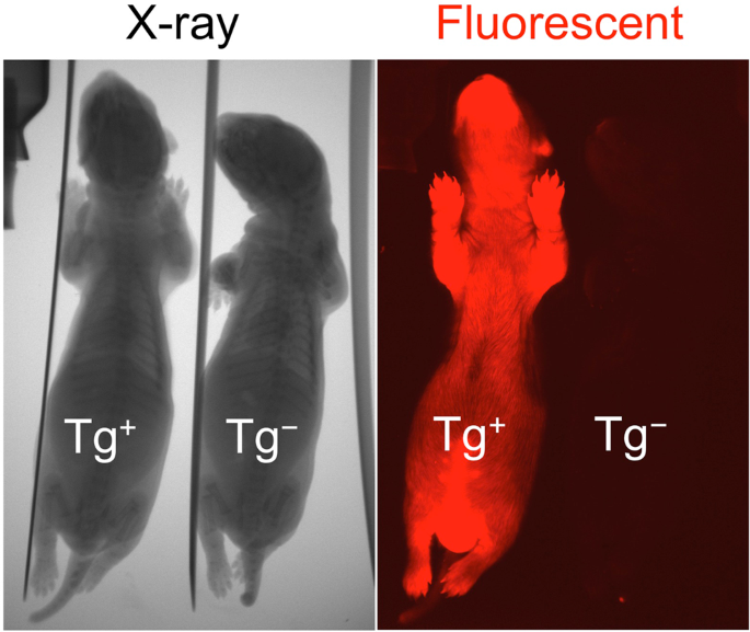 Highly Efficient Transgenesis in Ferrets Using CRISPR/Cas9-Mediated ...