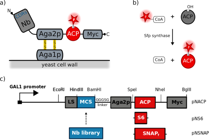An improved yeast surface display platform for the screening of ...