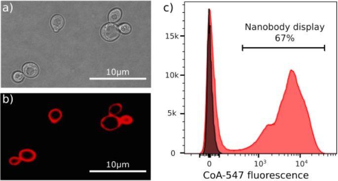 An improved yeast surface display platform for the screening of ...