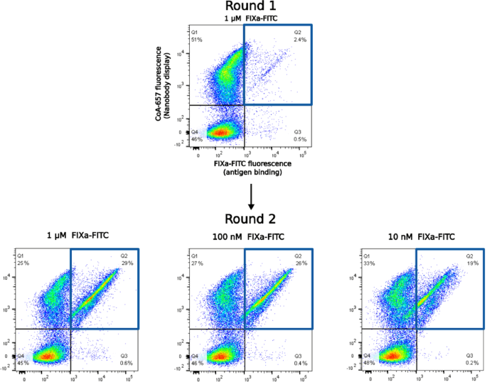 An improved yeast surface display platform for the screening of ...