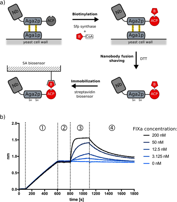 An improved yeast surface display platform for the screening of ...