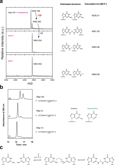 Acetaldehyde forms covalent GG intrastrand crosslinks in DNA ...
