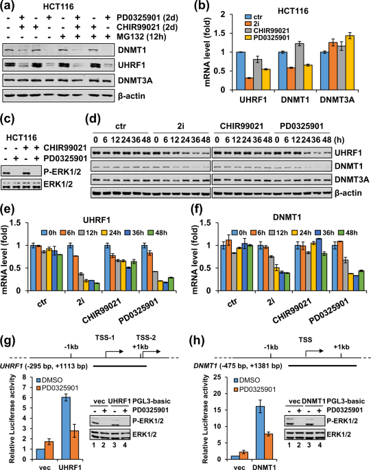 Activated MEK/ERK Pathway Drives Widespread and Coordinated Overexpression of UHRF1 and DNMT1 in ...