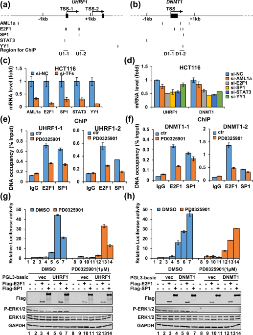 Activated MEK/ERK Pathway Drives Widespread and Coordinated ...