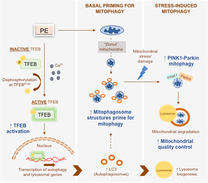 Pomegranate activates TFEB to promote autophagy-lysosomal fitness and ...