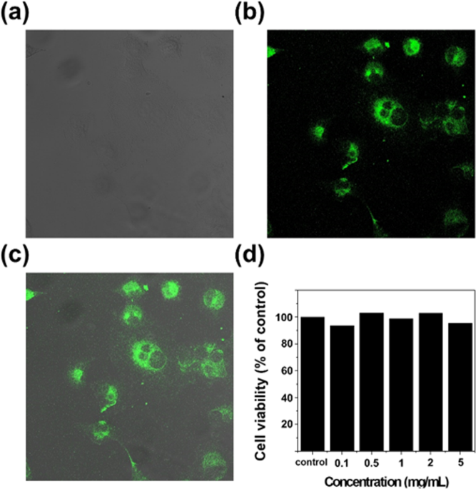 Graphene Oxide Quantum Dots Derived from Coal for Bioimaging: Facile ...